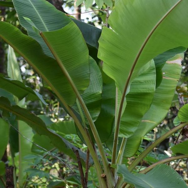 Musa | Banana Tree - Plant catalog from Green Cover Initiative