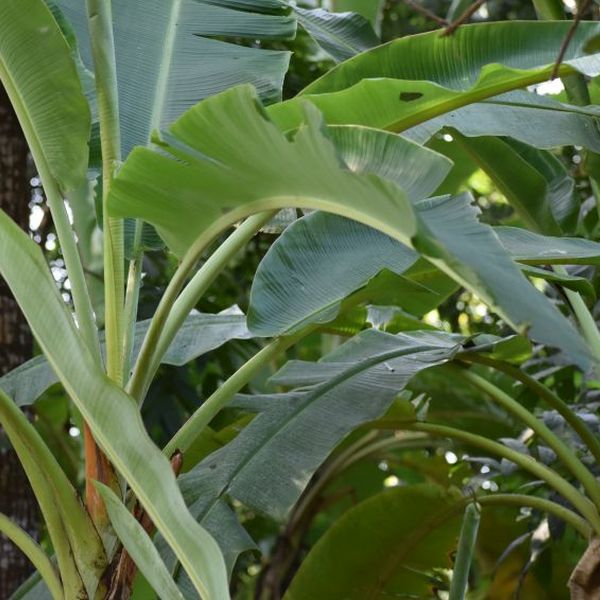 Musa | Banana Tree - Plant catalog from Green Cover Initiative