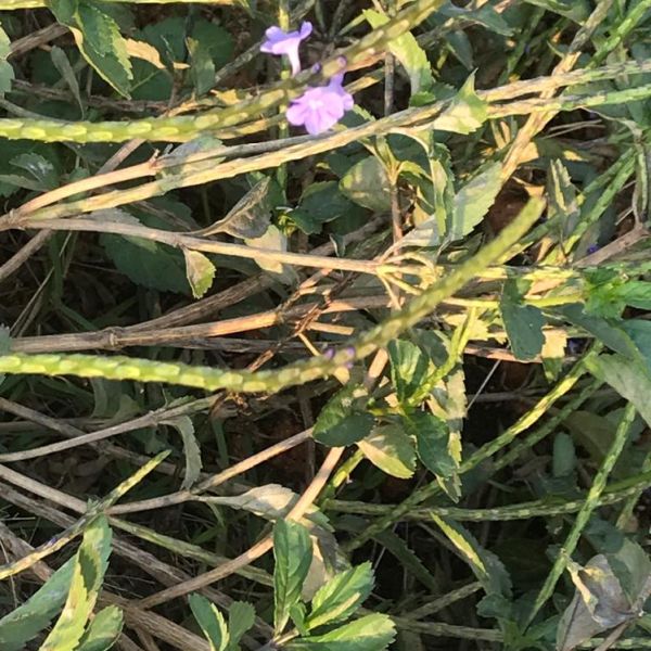 Stachytarpheta jamaicensis | Blue porterweed - Green Cover Initiative