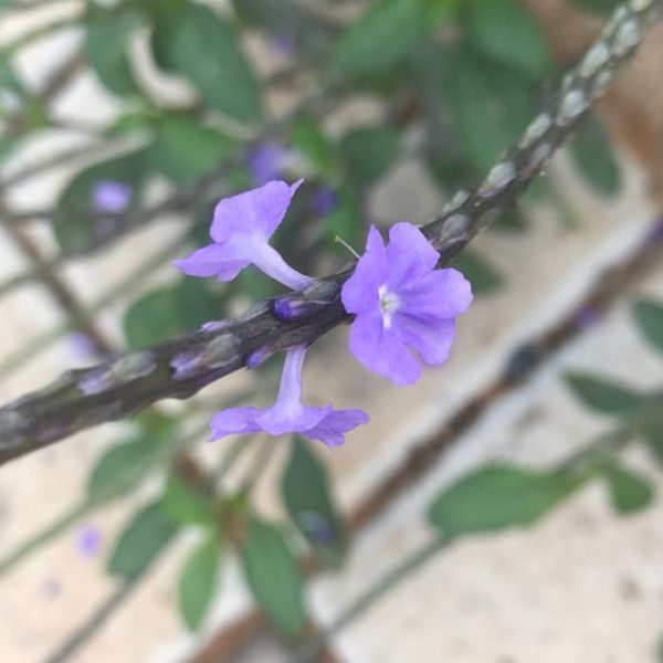 Stachytarpheta jamaicensis | Blue porterweed - Green Cover Initiative