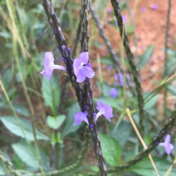 Stachytarpheta jamaicensis | Blue porterweed - Green Cover Initiative