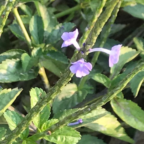 Stachytarpheta jamaicensis | Blue porterweed - Green Cover Initiative