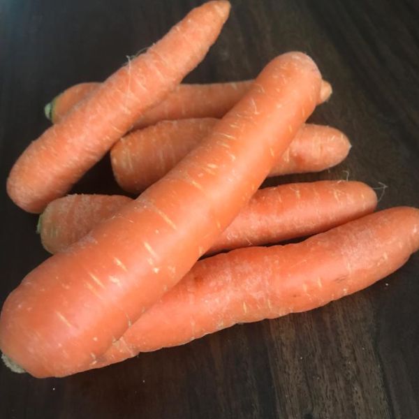 Daucus carota subsp. sativus | Carrot - Vegetables - Green Cover Initiative