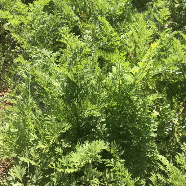 Daucus carota subsp. sativus | Carrot - Vegetables - Green Cover Initiative