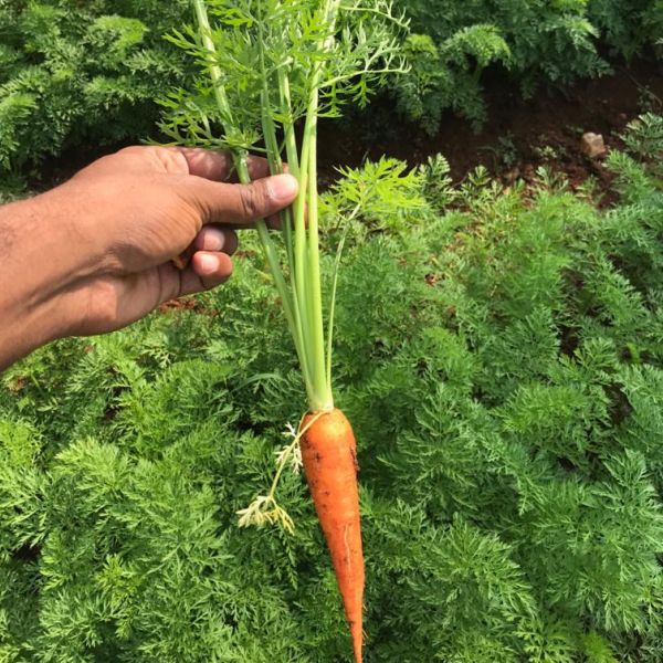Daucus carota subsp. sativus | Carrot - Vegetables - Green Cover Initiative