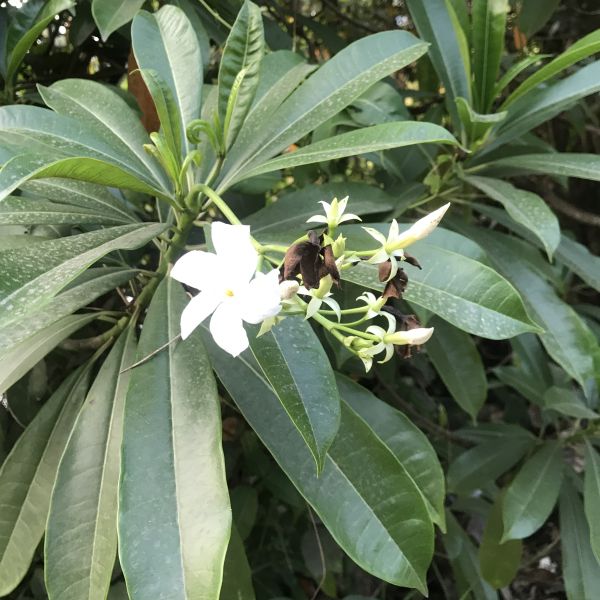 Cerbera manghas | Sea mango tree - Green Cover Initiative