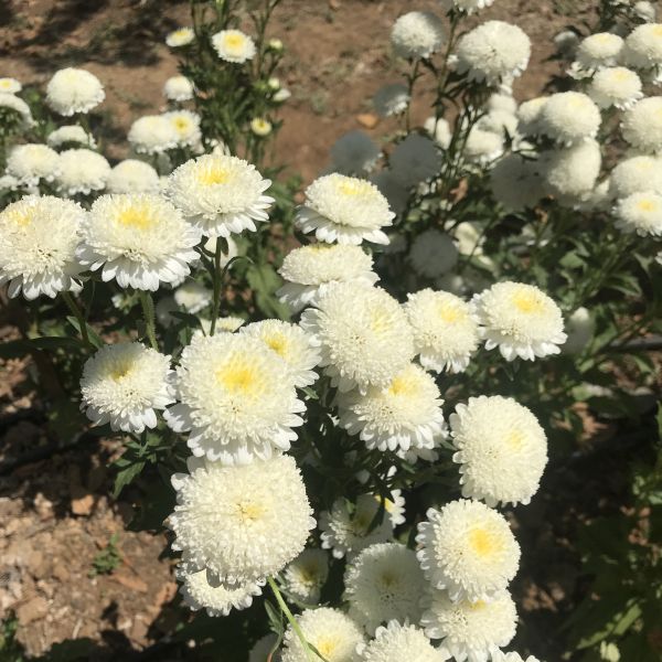 Callistephus chinensis | China aster - Indian flowering plants list - GCI