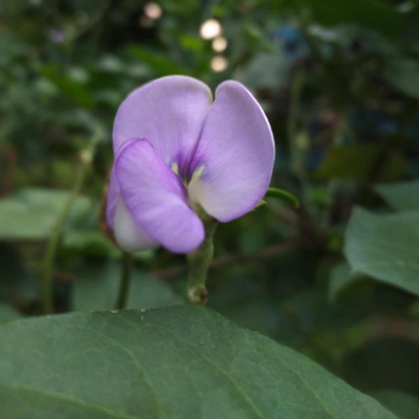Vigna Unguiculata | Cowpeas | Long beans | Southern pea - Plant catalog