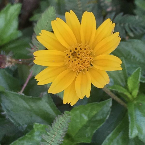 Sphagneticola Trilobata | Creeping ox-eye | Wedelia | Trailing daisy - GCI