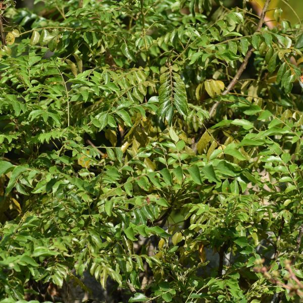 Murraya Koenigii | Curry leaf tree | Curry tree | Curry bush – GCI