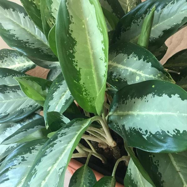 Dieffenbachia: Dumb Cane – Green Catalog from GCI