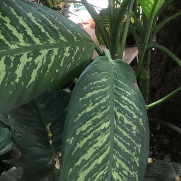 Dieffenbachia: Dumb Cane – Green Catalog from GCI