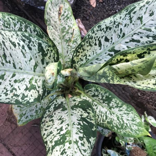 Dieffenbachia: Dumb Cane – Green Catalog from GCI