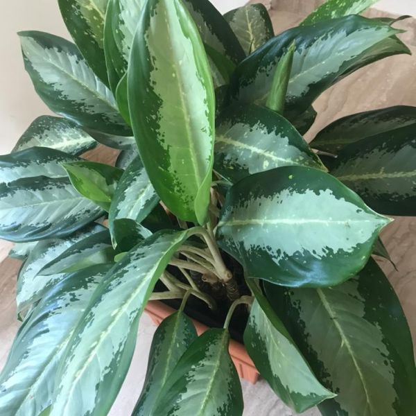 Dieffenbachia: Dumb Cane – Green Catalog from GCI