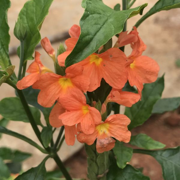 Crossandra Infundibuliformis | Firecracker plant | Kanakambaram - GCI