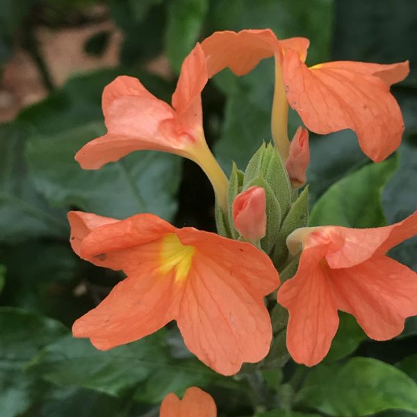 Crossandra Infundibuliformis | Firecracker plant | Kanakambaram - GCI