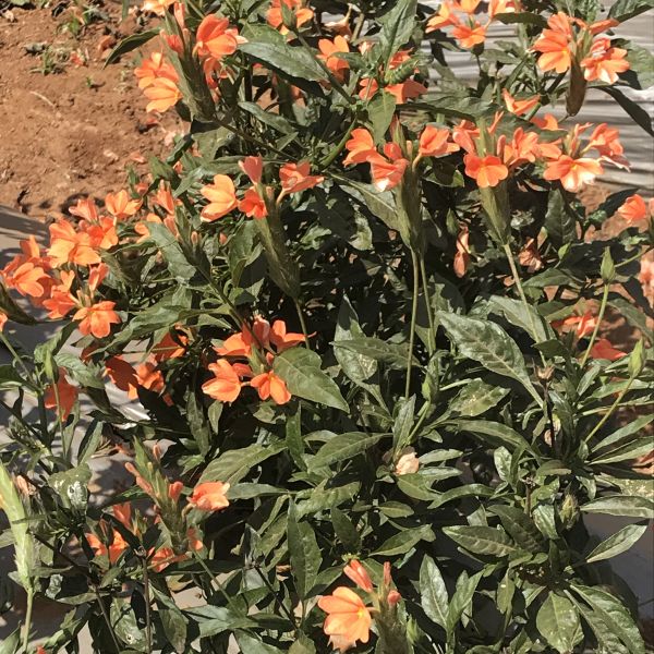 Crossandra Infundibuliformis | Firecracker plant | Kanakambaram - GCI