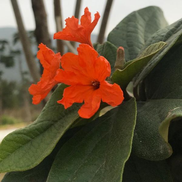 Cordia sebestena | Geiger tree | Scarlet cordia - Indian tree catalog - GCI