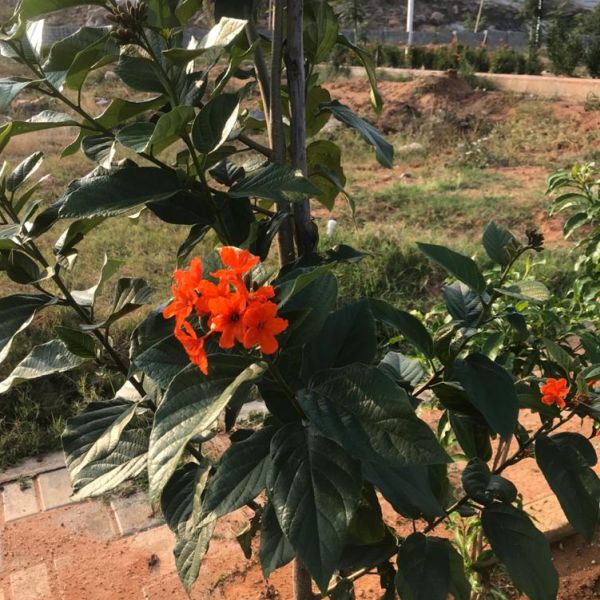 Cordia sebestena | Geiger tree | Scarlet cordia - Indian tree catalog - GCI