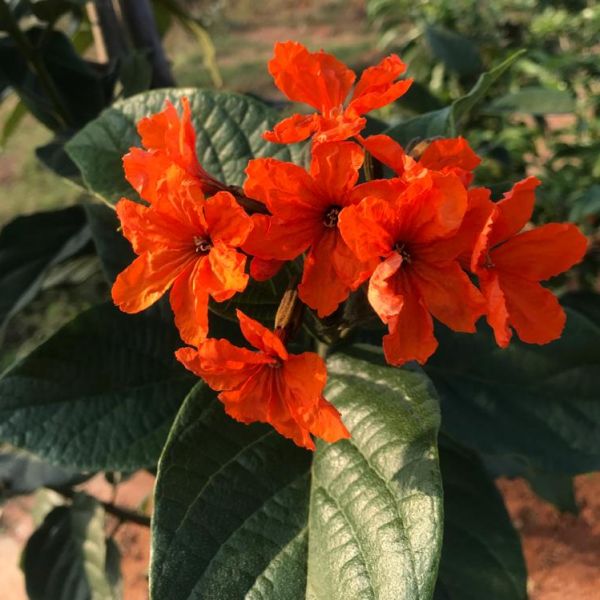 Cordia sebestena | Geiger tree | Scarlet cordia - Indian tree catalog - GCI