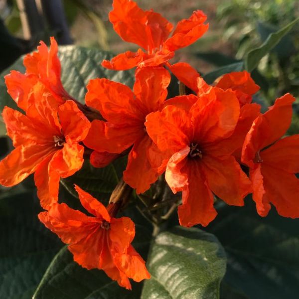 Cordia sebestena | Geiger tree | Scarlet cordia - Indian tree catalog - GCI
