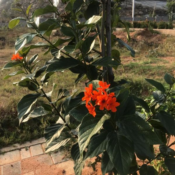 Cordia sebestena | Geiger tree | Scarlet cordia - Indian tree catalog - GCI