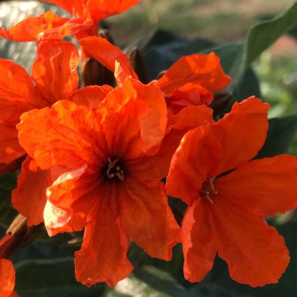 Cordia sebestena | Geiger tree | Scarlet cordia - Indian tree catalog - GCI