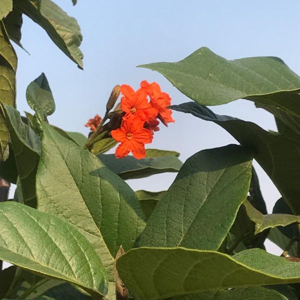 Cordia sebestena | Geiger tree | Scarlet cordia - Indian tree catalog - GCI
