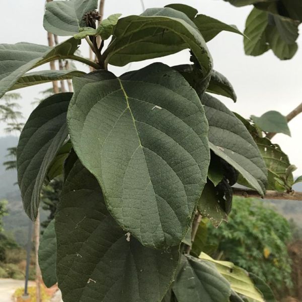 Cordia sebestena | Geiger tree | Scarlet cordia - Indian tree catalog - GCI