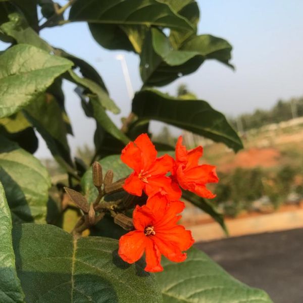Cordia sebestena | Geiger tree | Scarlet cordia - Indian tree catalog - GCI