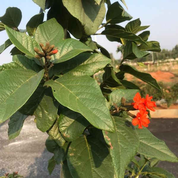 Cordia sebestena | Geiger tree | Scarlet cordia - Indian tree catalog - GCI