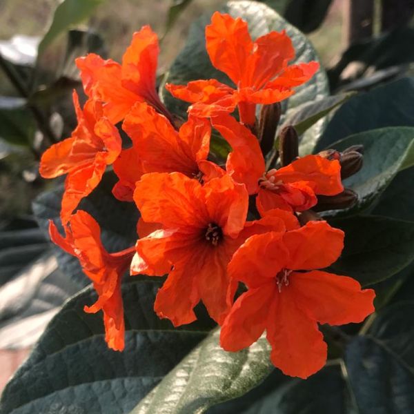Cordia sebestena | Geiger tree | Scarlet cordia - Indian tree catalog - GCI