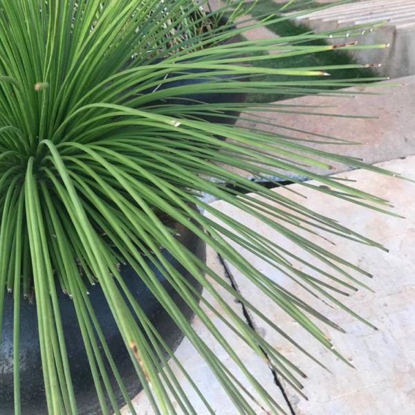 Agave stricta | Hedgehog agave - Green Cover Initiative