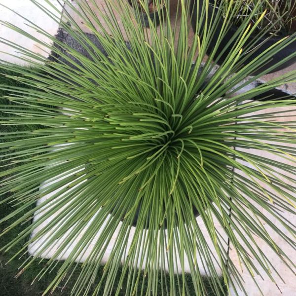 Agave stricta | Hedgehog agave - Green Cover Initiative