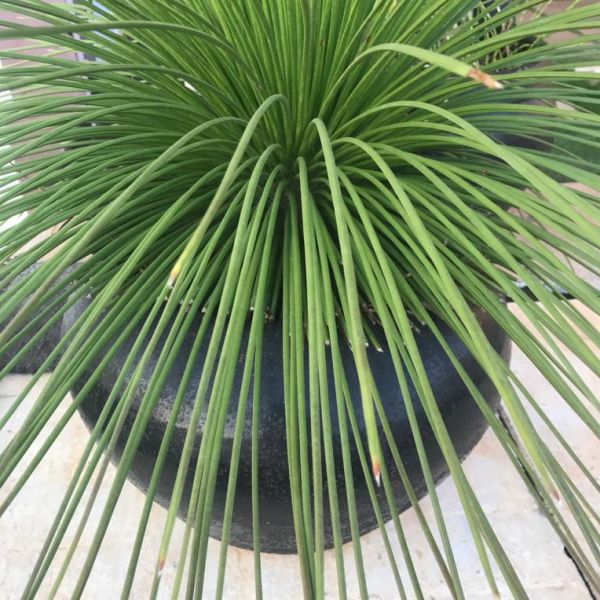 Agave stricta | Hedgehog agave - Green Cover Initiative