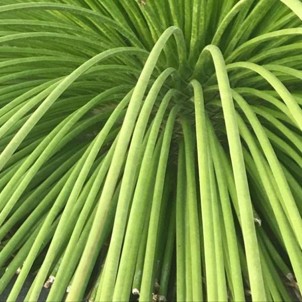 Agave stricta | Hedgehog agave - Green Cover Initiative
