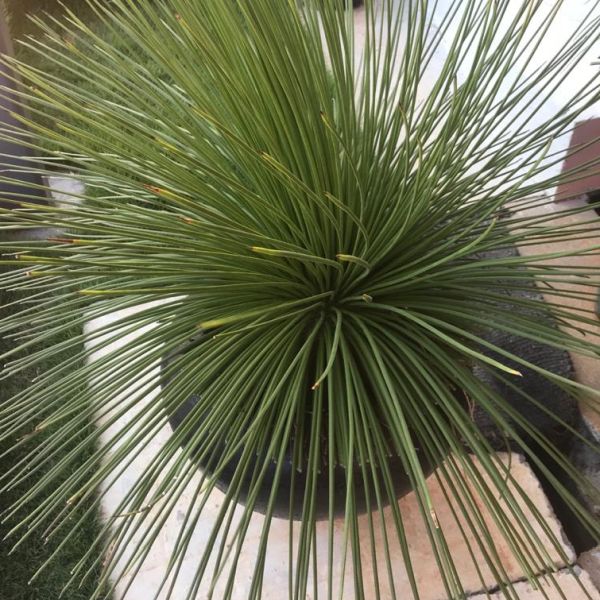 Agave stricta | Hedgehog agave - Green Cover Initiative