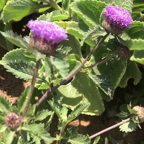 Centratherum punctatum | Larkdaisy - Flowering plants