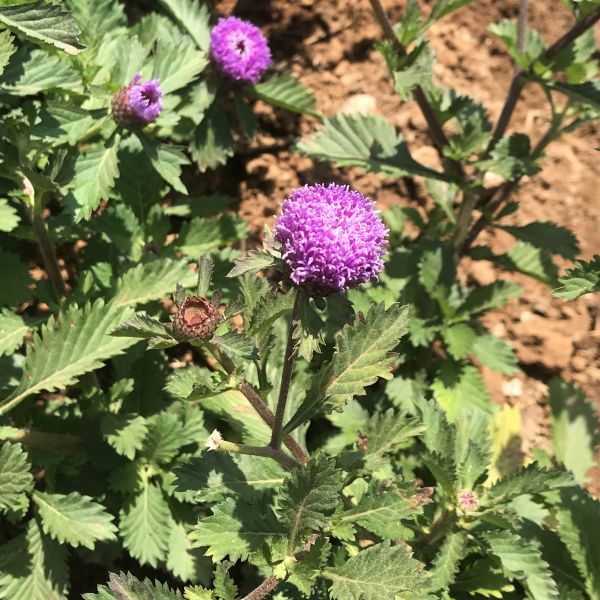 Centratherum punctatum | Larkdaisy - Flowering plants