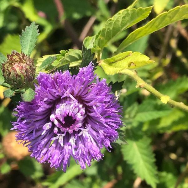 Centratherum punctatum | Larkdaisy - Flowering plants