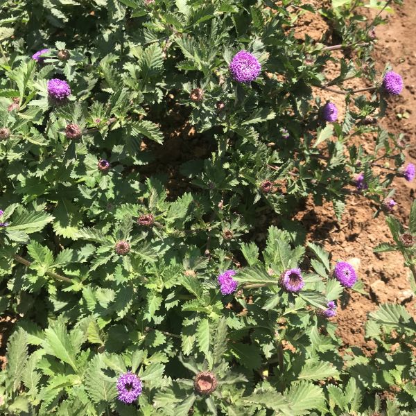 Centratherum punctatum | Larkdaisy - Flowering plants