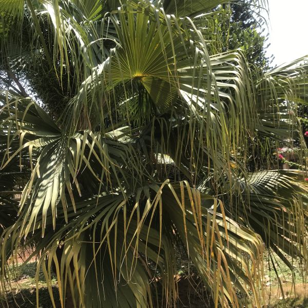 Livistona Chinensis | Chinese fan palm | Fountain palm - Green Catalog