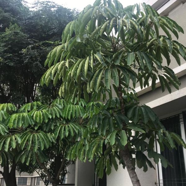 Schefflera Actinophylla | Octopus tree | Australia umbrella tree ...