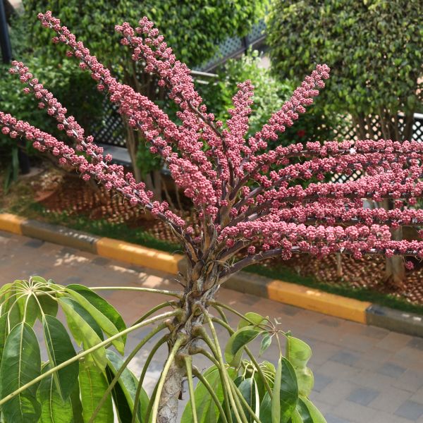 Schefflera Actinophylla | Octopus tree | Australia umbrella tree ...