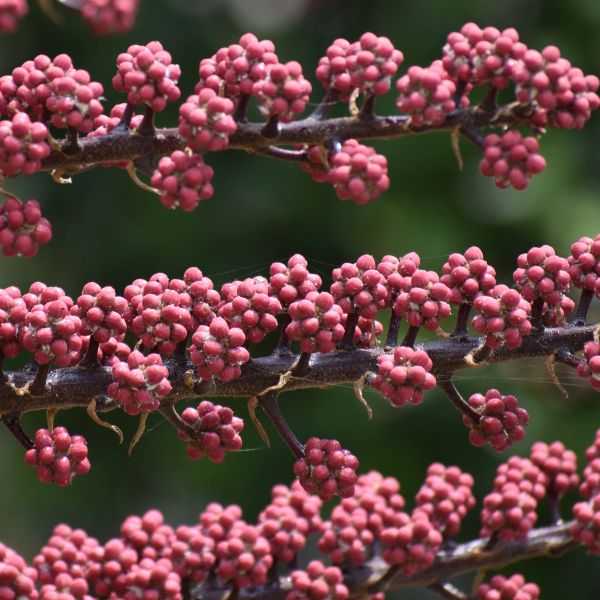 Schefflera Actinophylla | Octopus tree | Australia umbrella tree ...