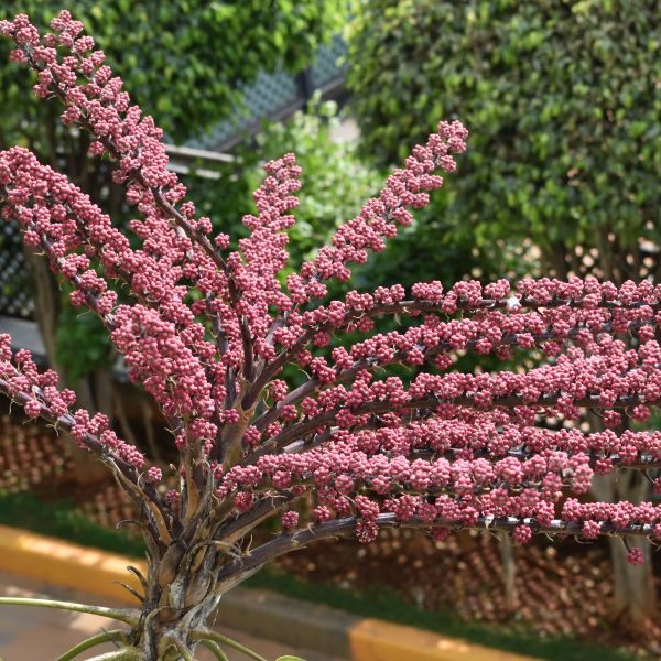 Schefflera Actinophylla | Octopus tree | Australia umbrella tree ...