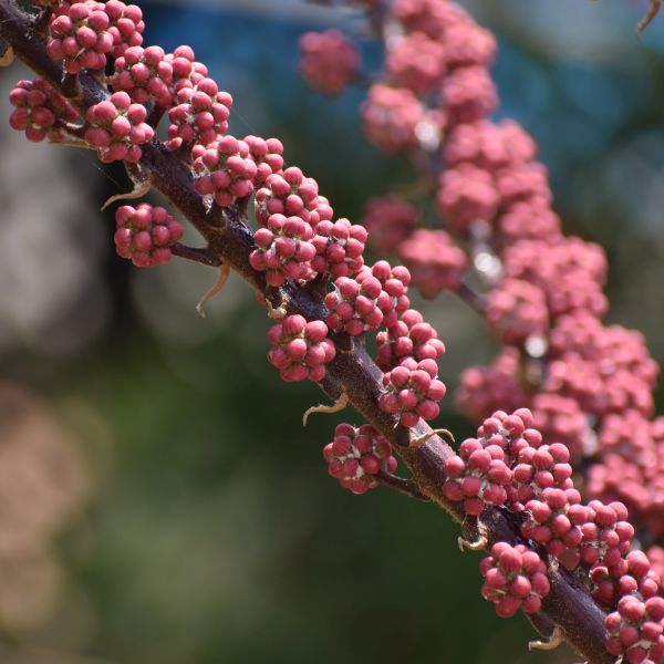 Schefflera Actinophylla | Octopus tree | Australia umbrella tree ...