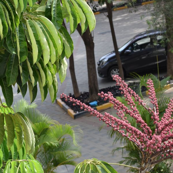 Schefflera Actinophylla | Octopus tree | Australia umbrella tree ...