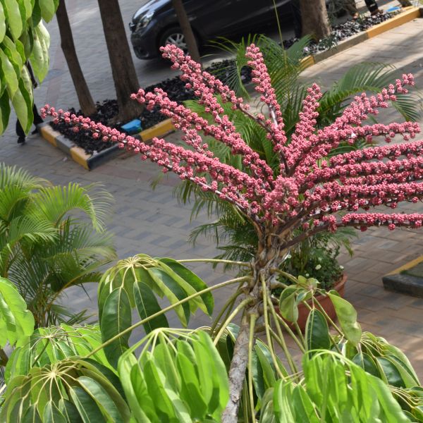 Schefflera Actinophylla | Octopus tree | Australia umbrella tree ...