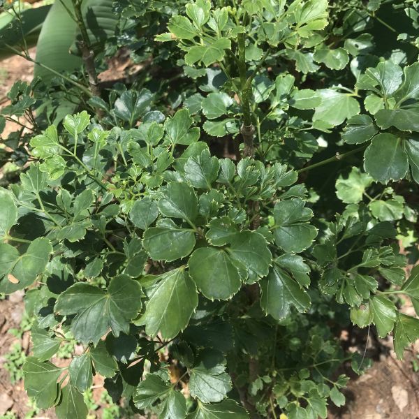 Polyscias guilfoylei | Geranium aralia - Leafy plants - Green Cover ...